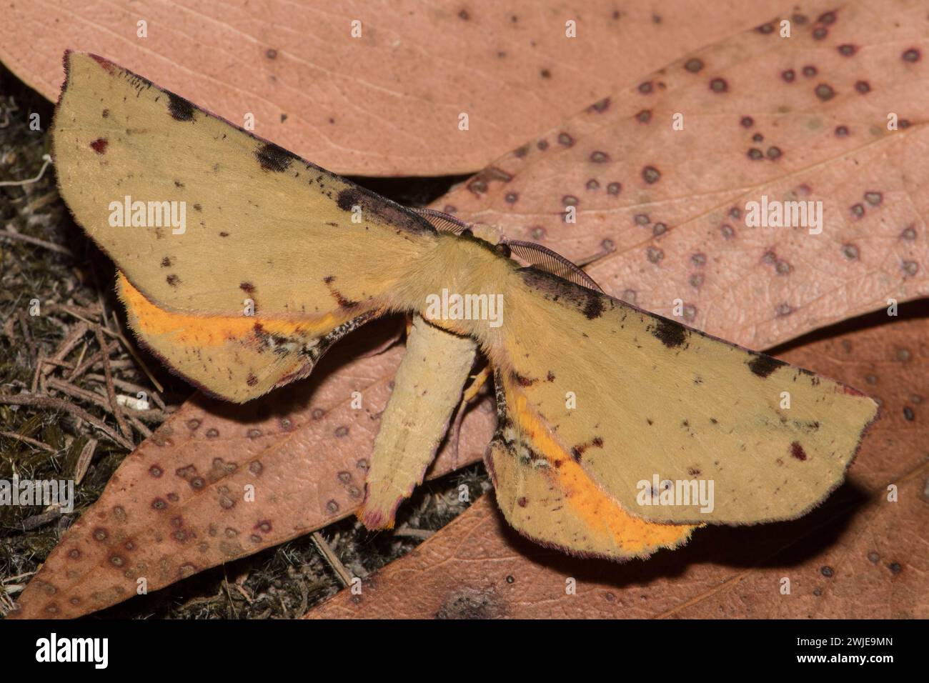 Blending leaves hi-res stock photography and images - Alamy