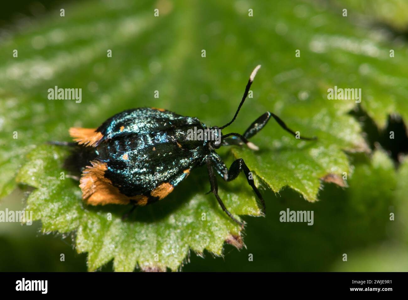 An Australian Bag Moth Stock Photo - Alamy