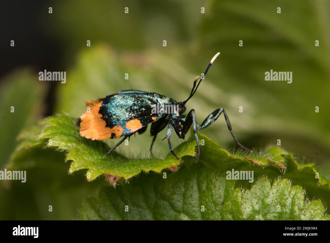 An Australian Bag Moth Stock Photo - Alamy