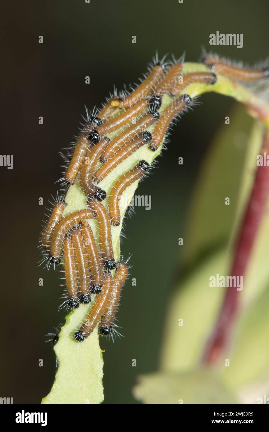 Early instar caterpillars of Imperial Jezebel, feeding on Creeping ...