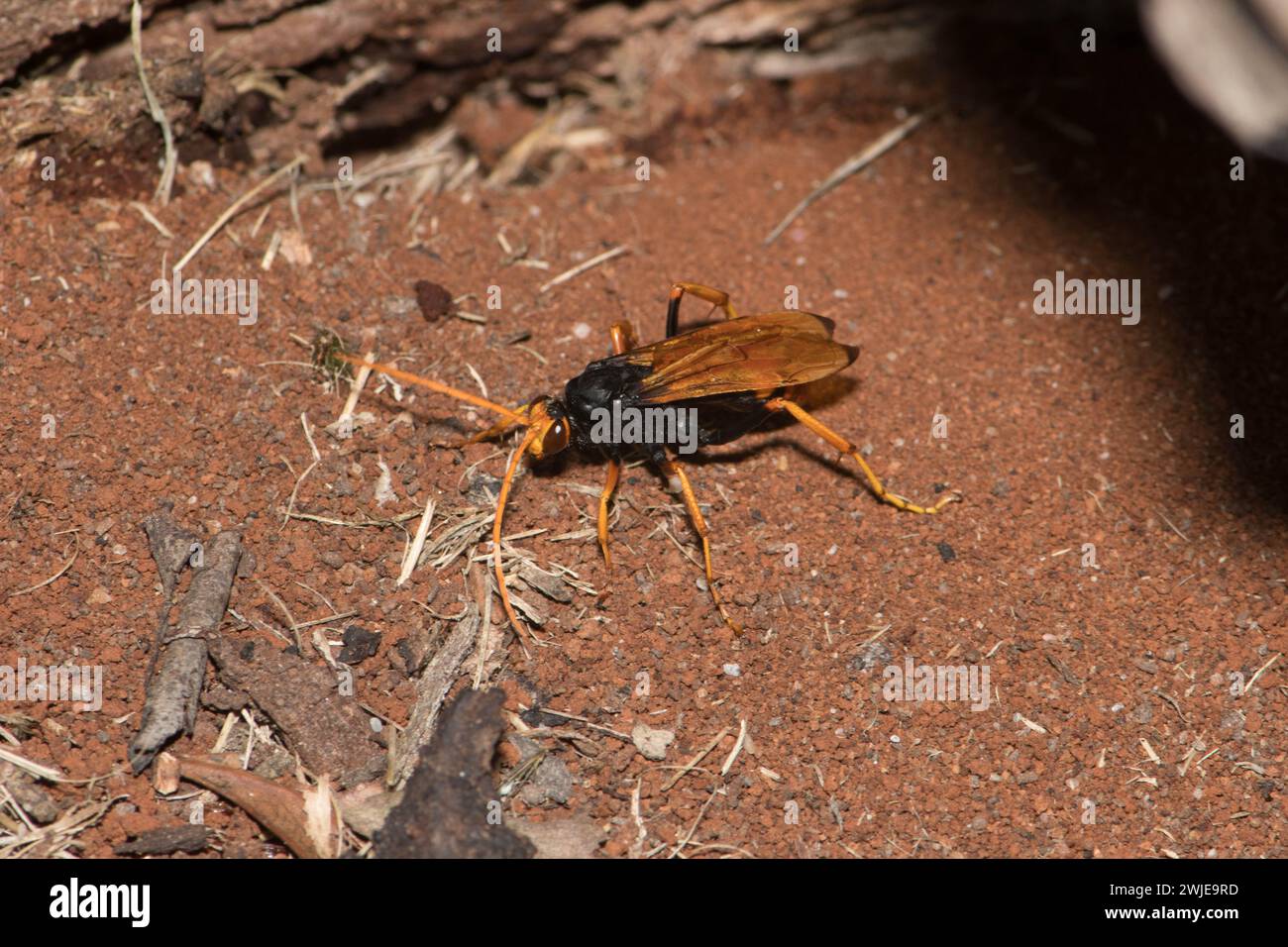 Spider Hunting Wasp Stock Photo - Alamy