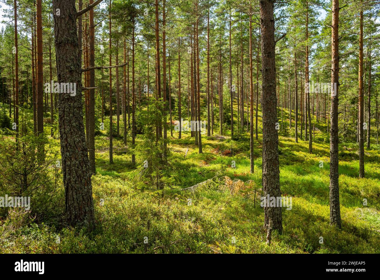 forest in the swedish nature reserve hoekensas near tidaholm *** wald ...