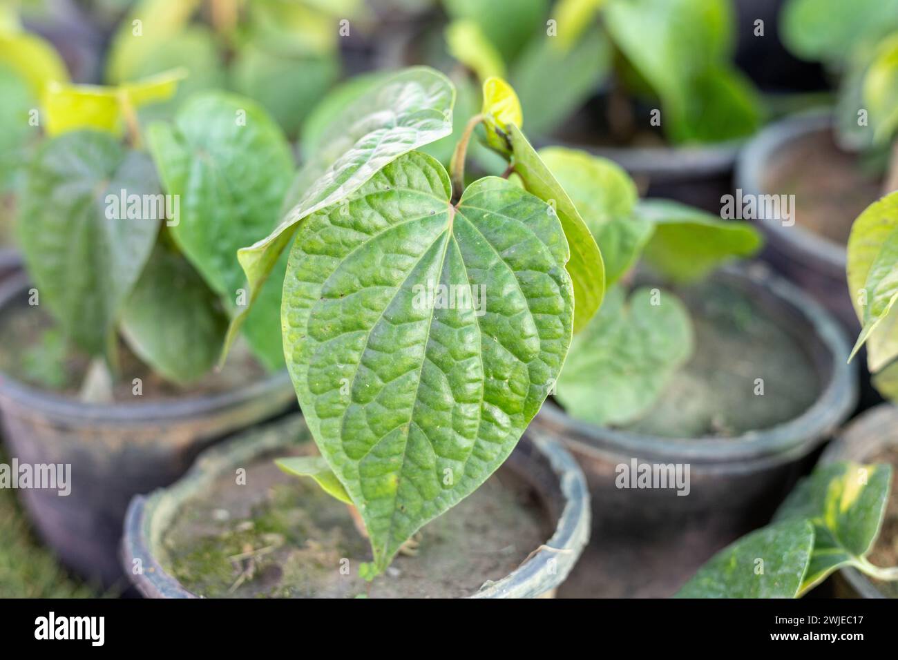 Ornamental creeper plant betel leaf closeup with selective focus Stock ...