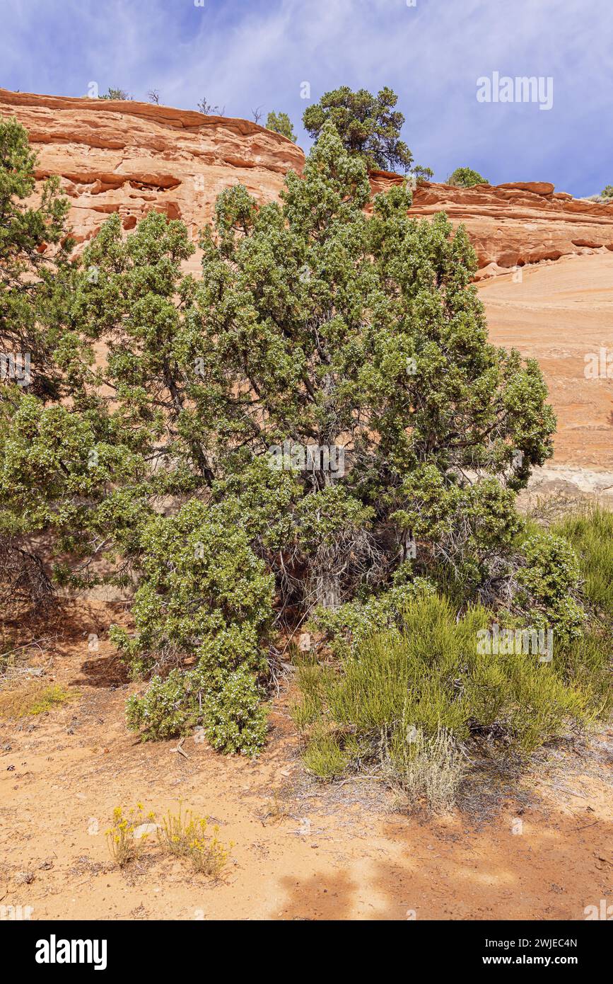 Utah juniper tree along the Alcove Nature Trail, near the Saddlehorn ...