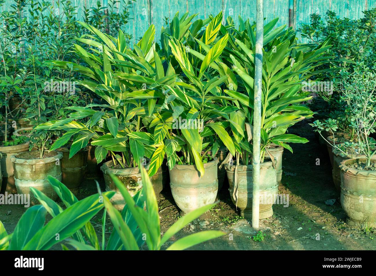 Variegated shell ginger houseplants in large clay pots Stock Photo - Alamy