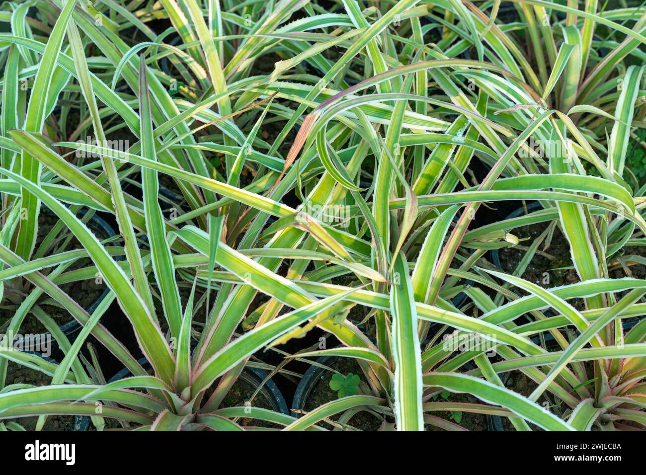 Ananas Comosus commonly known as ornamental pineapple has sword-like ...