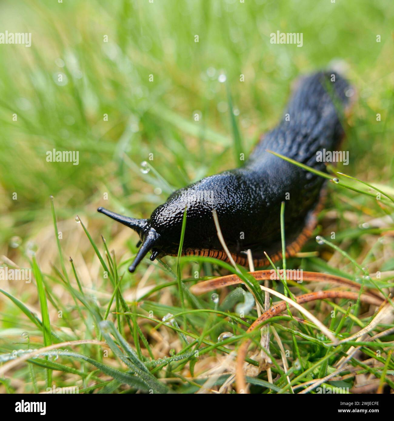 Black arion hi-res stock photography and images - Alamy