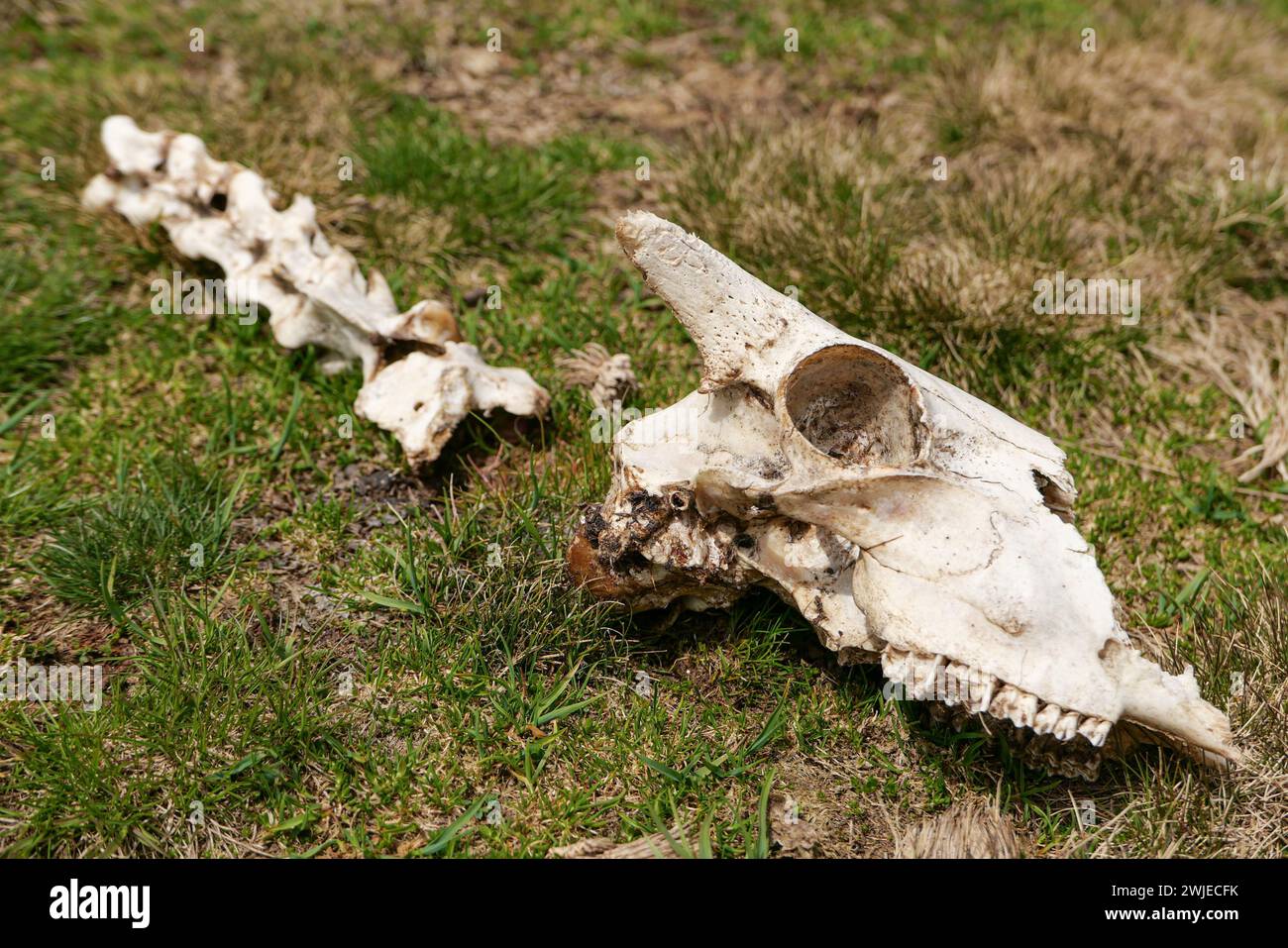 Hautes-Pyrenees department, Massif of Vignemale (Upper Pyrenees): sheep ...