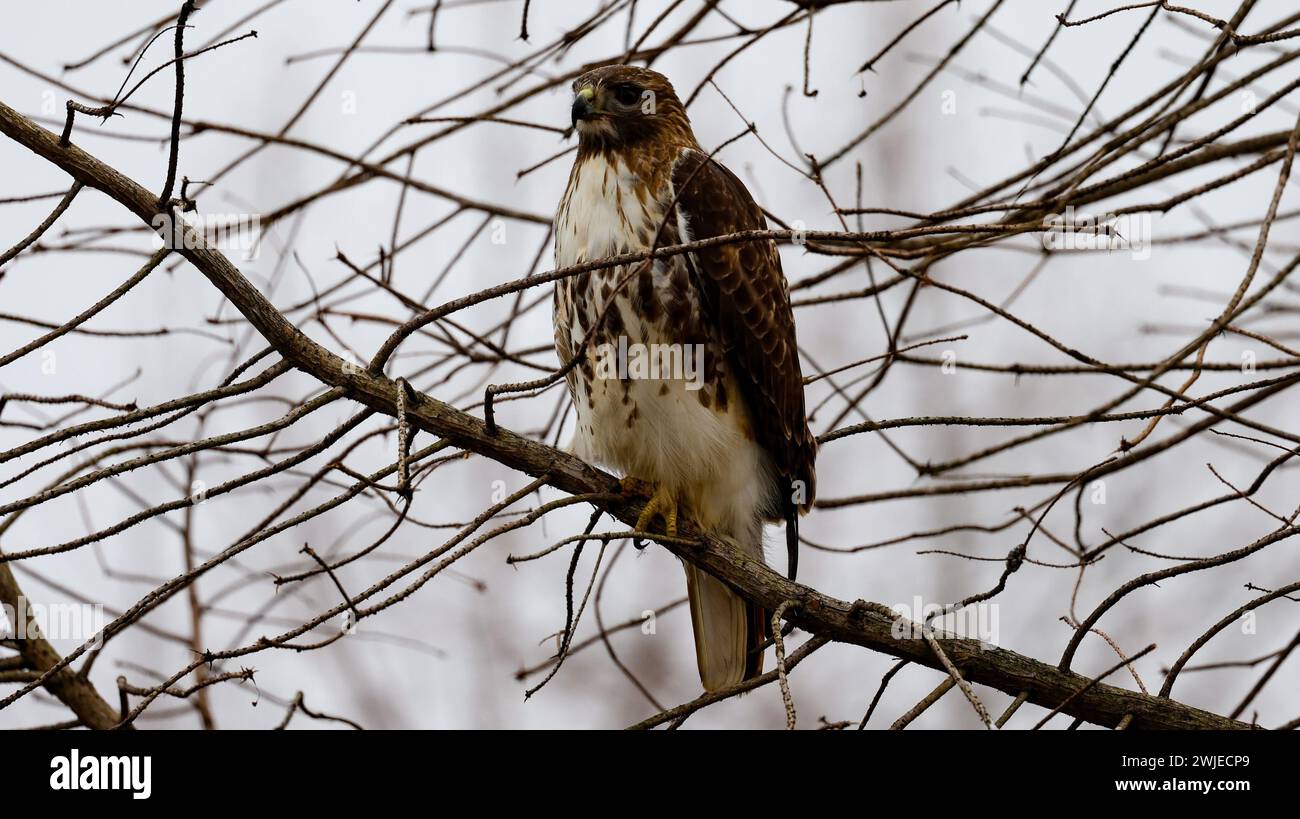 Chicken hawk hi-res stock photography and images - Alamy