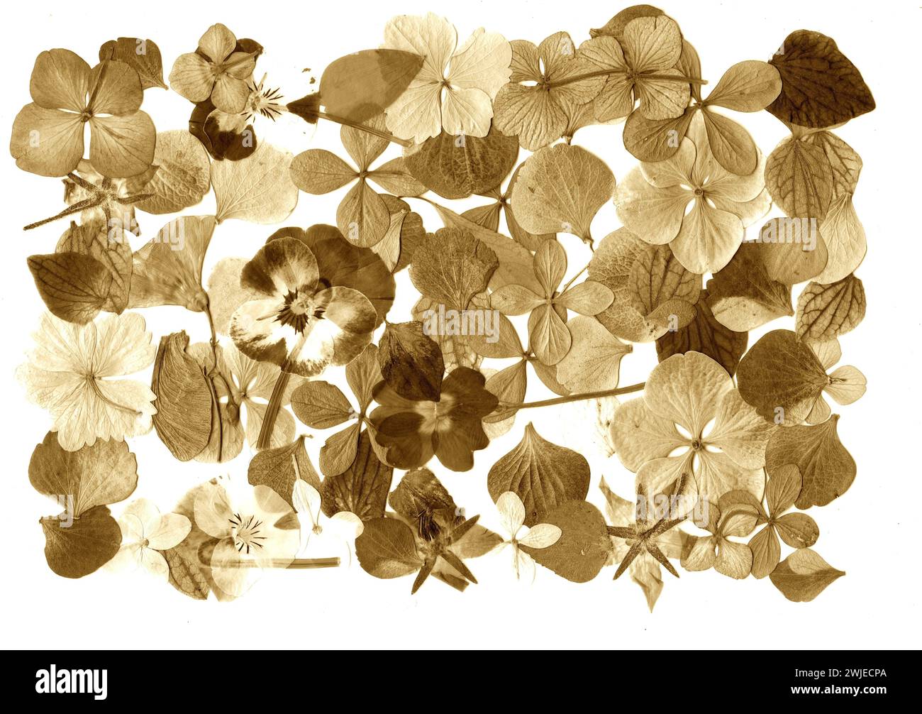 Border white flowers butterfly Cut Out Stock Images & Pictures - Alamy