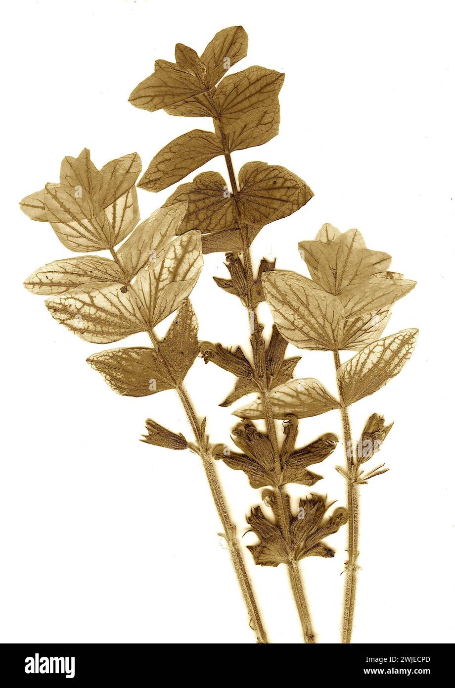 Border white flowers butterfly Cut Out Stock Images & Pictures - Alamy