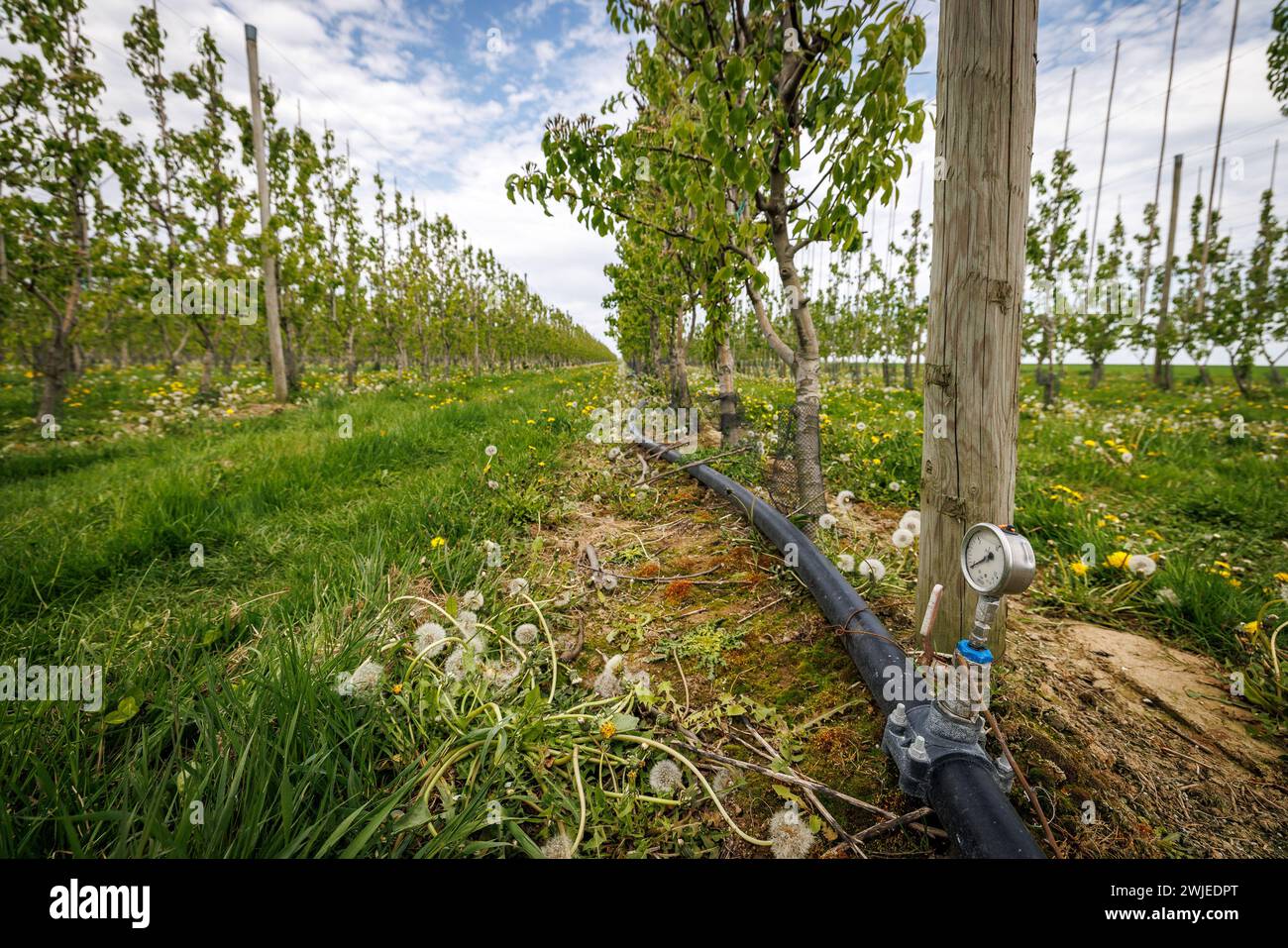 Les Vergers de Sennevieres, independent farm and farm shop in ...