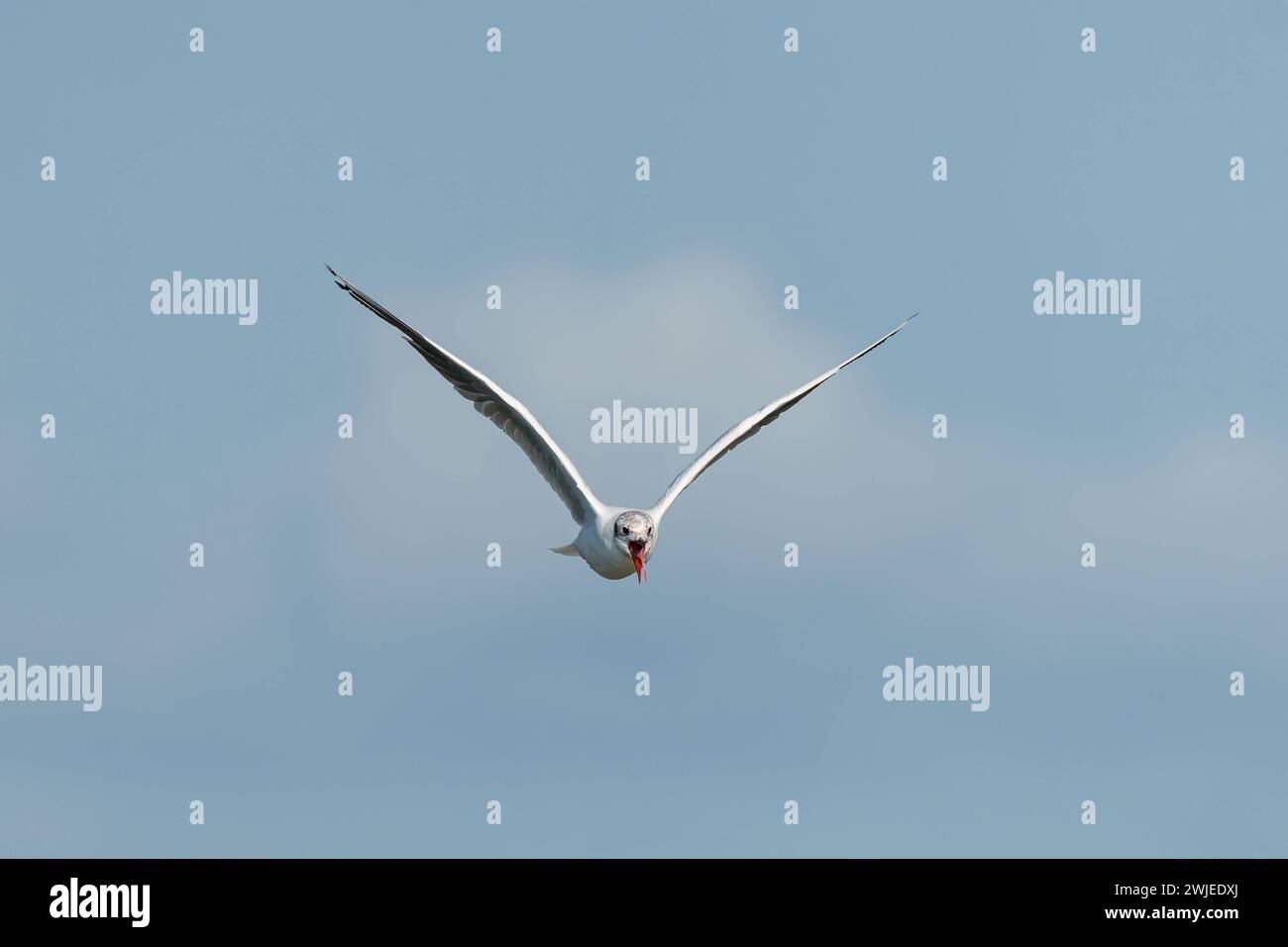 A black-headed gull Chroicocephalus ridibundus flying, blue sky, sunny ...