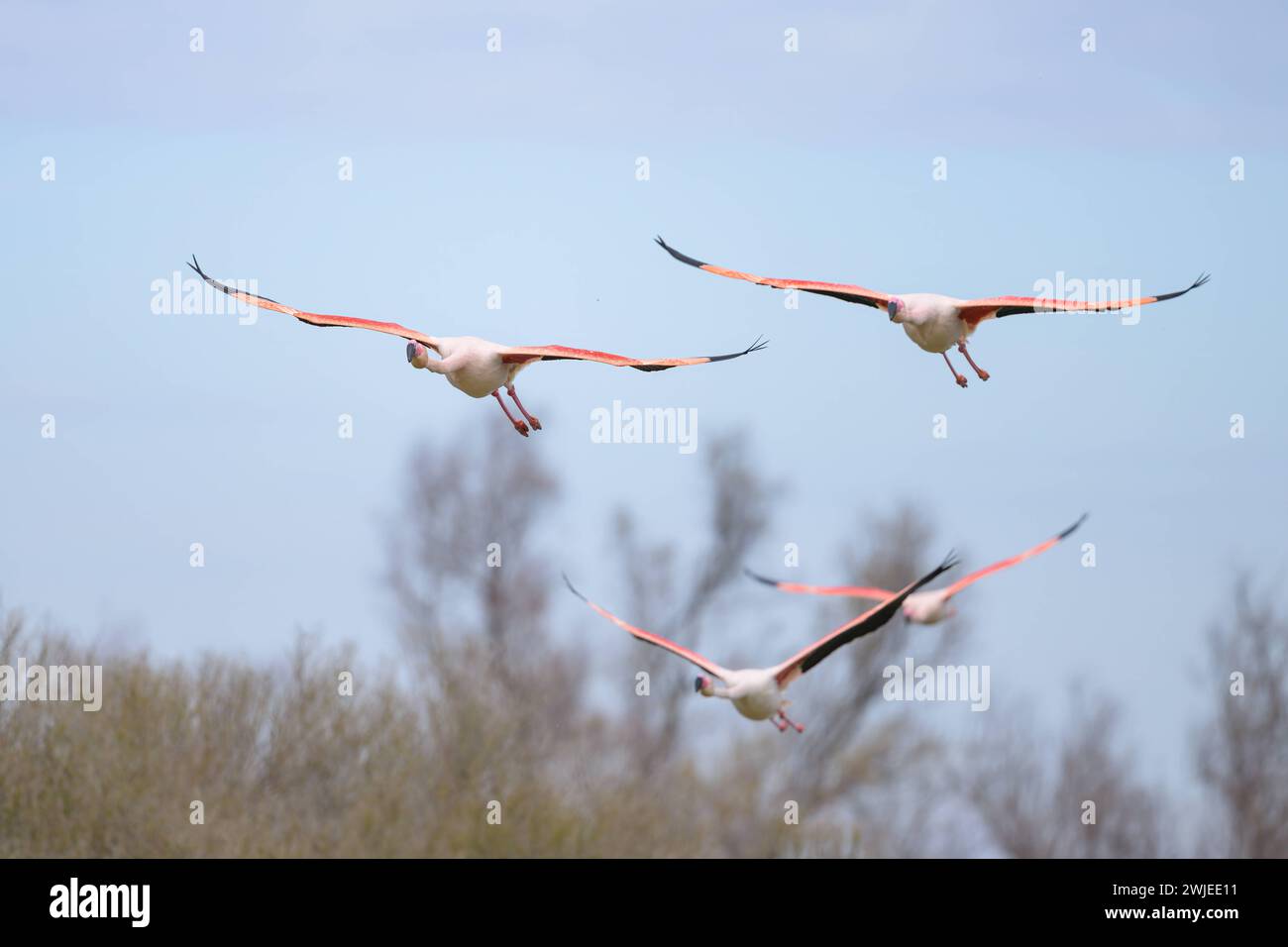 A group of Greater Flamingos flying low over water, morning in ...