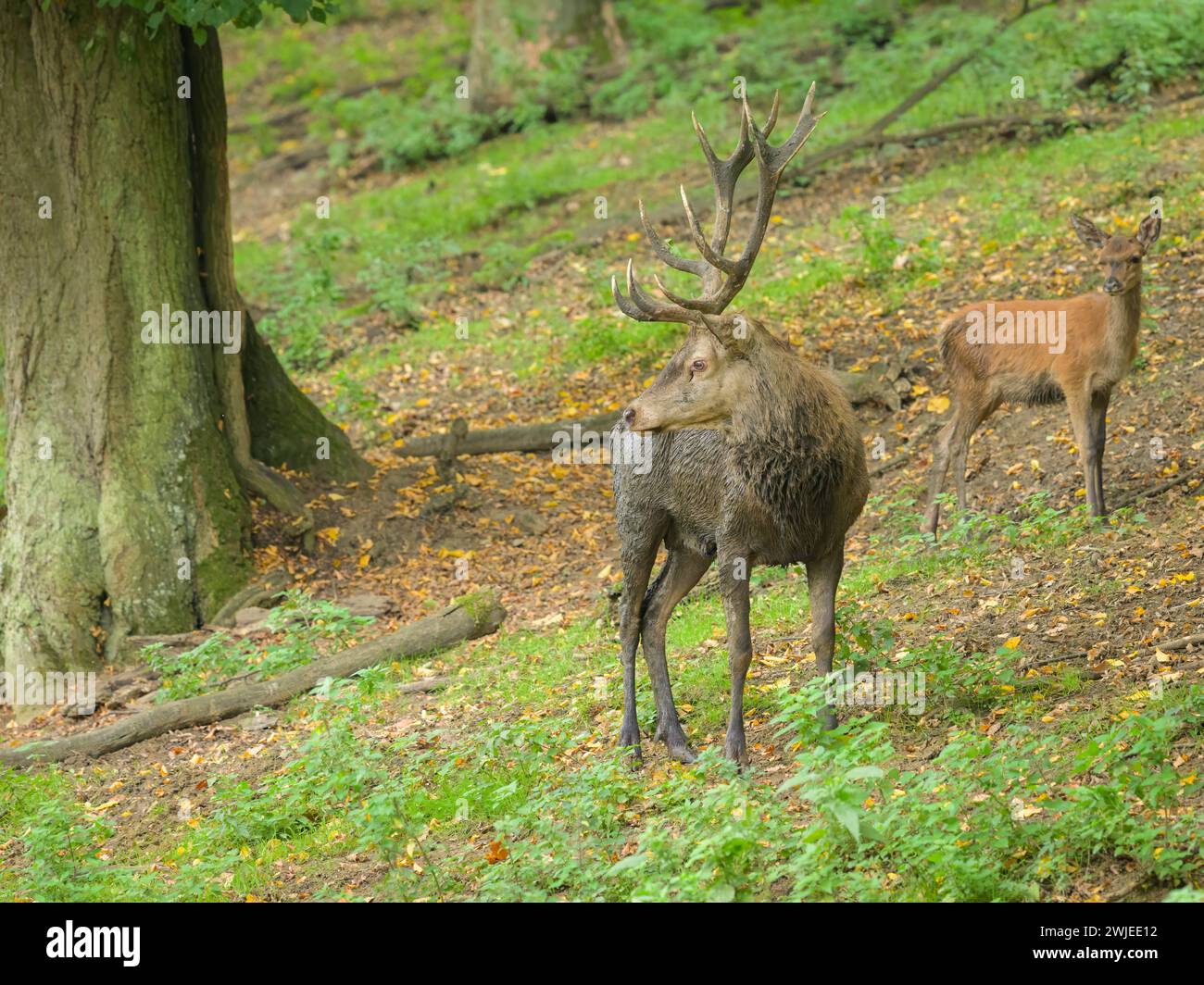 Ernstbrunn wildlife park hi-res stock photography and images - Alamy