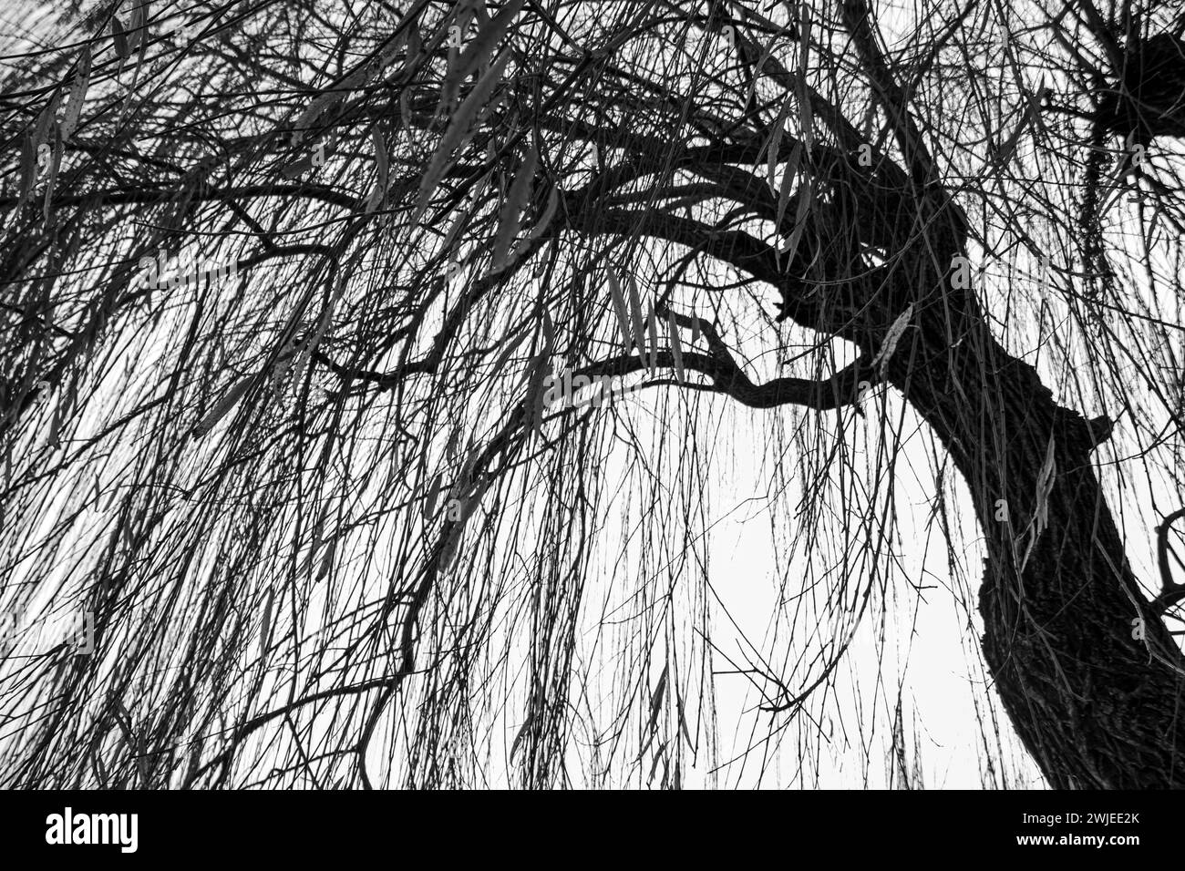 Tree standing in nature Black and White Stock Photos & Images - Alamy