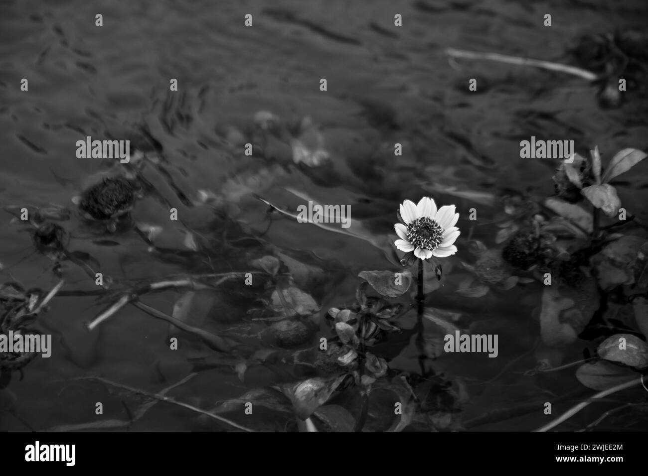 Lone flower hi-res stock photography and images - Alamy