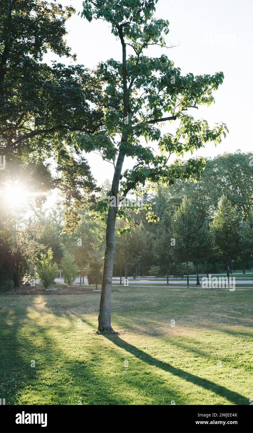 The sunlight filters through the branches of the trees in a park ...
