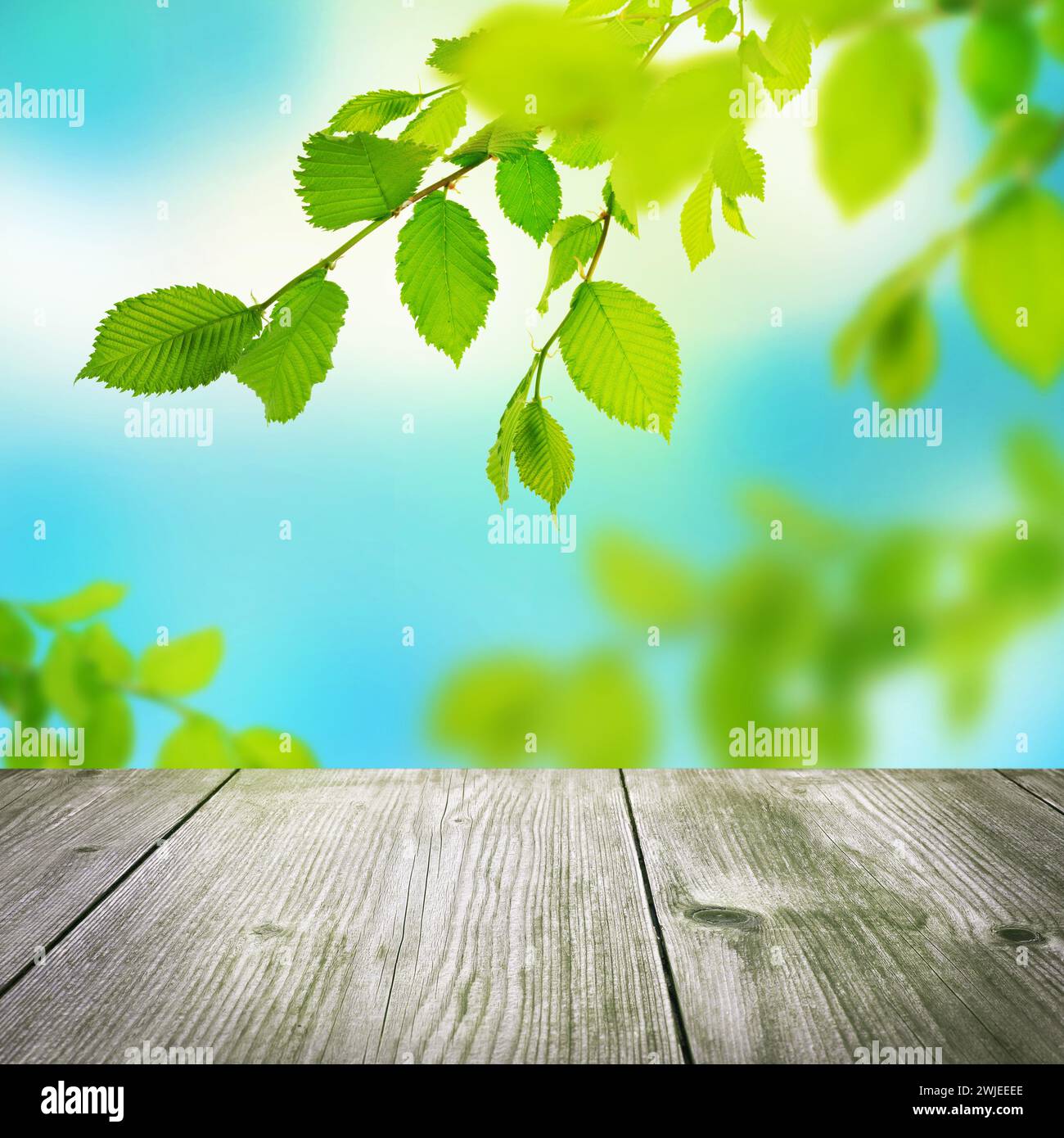 spring summer season. purity freshness nature, organic, ecological life ...