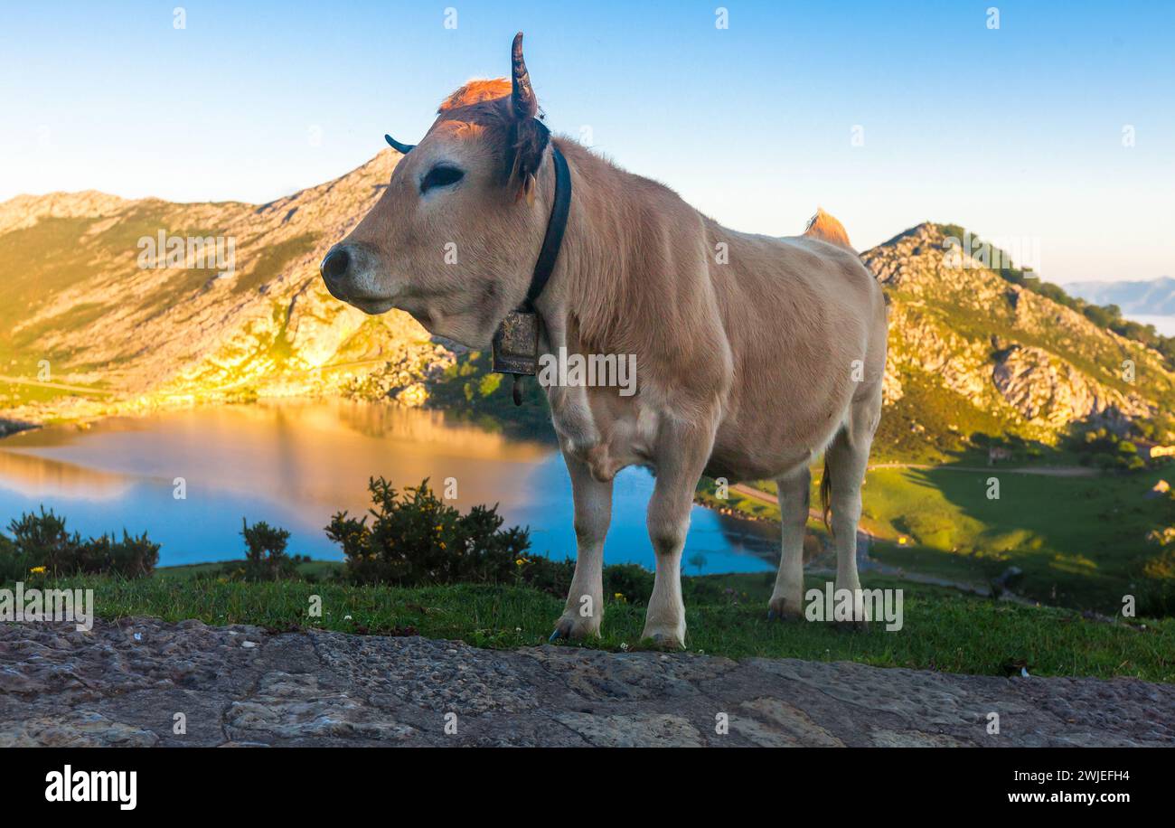 Mountain cow sits on a lawn in a national park at dawn Stock Photo - Alamy
