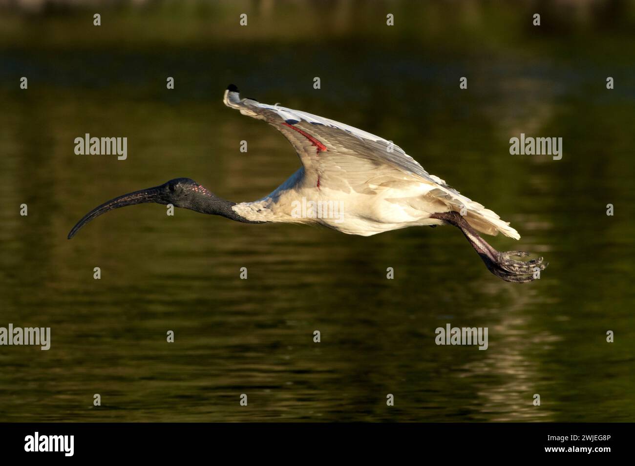 Sacred white ibis in flight over water with red under wings Stock Photo ...