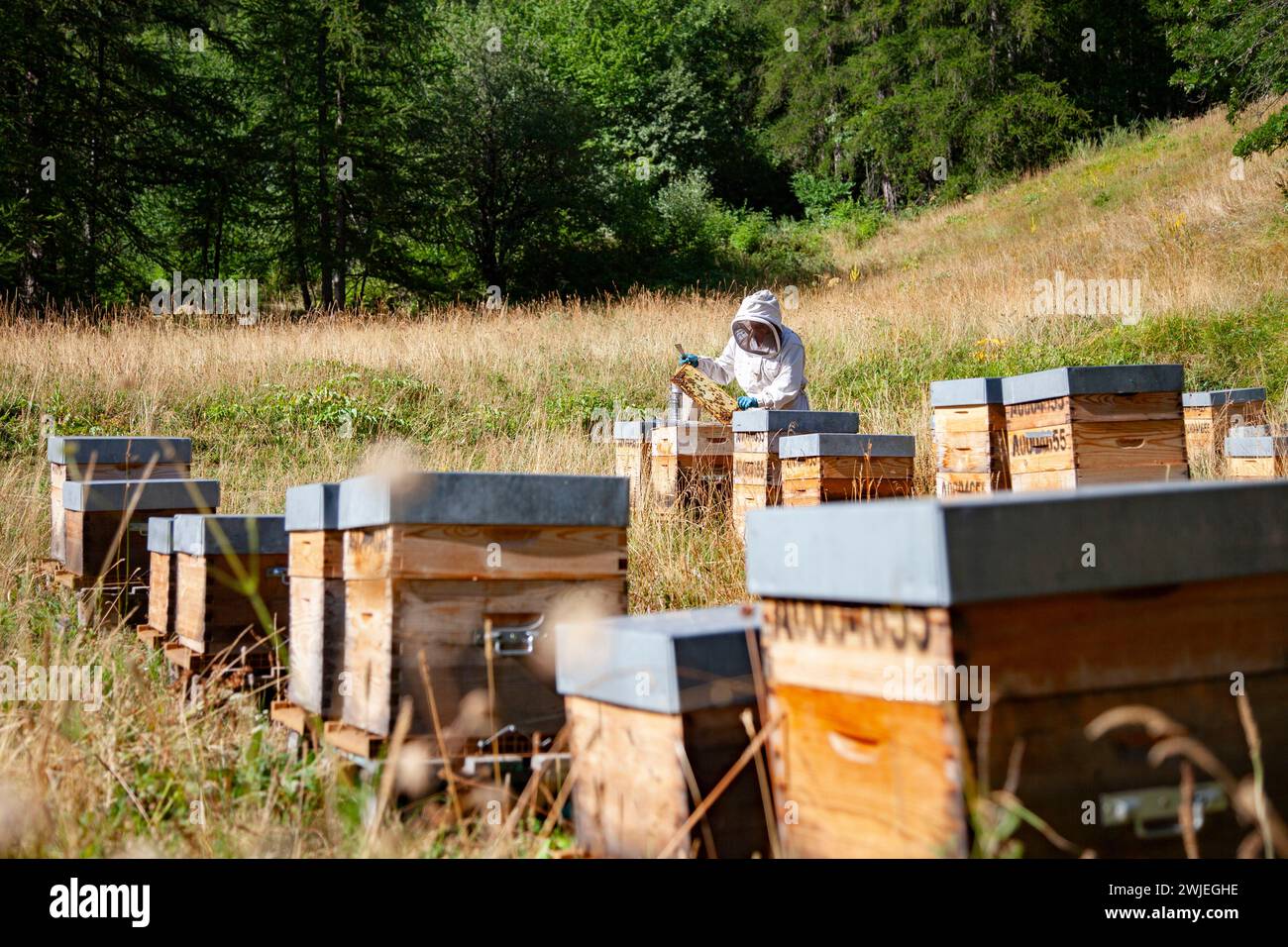Beekeeping in Monetier-les-Bains, in the French-Alps: a beekeeper ...