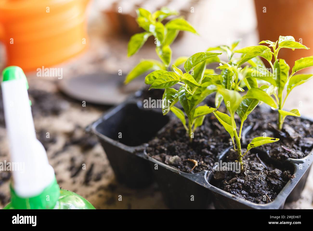 Plants nursery hi-res stock photography and images - Alamy