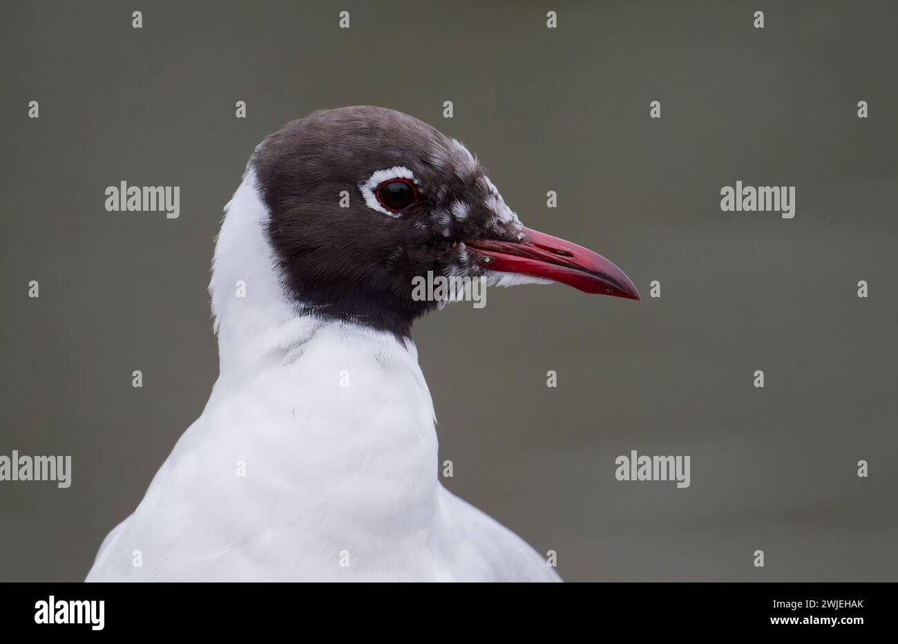 A close up of the head of a Black Headed Gull, (Chroicocephalus ...