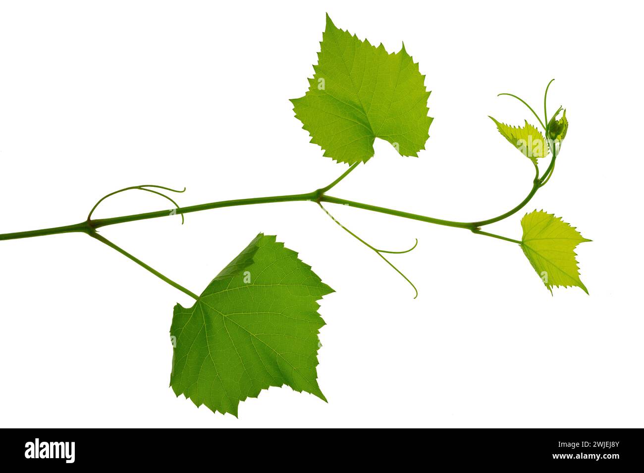 Grape branch isolated on white. Vine with green fresh leaves and ...