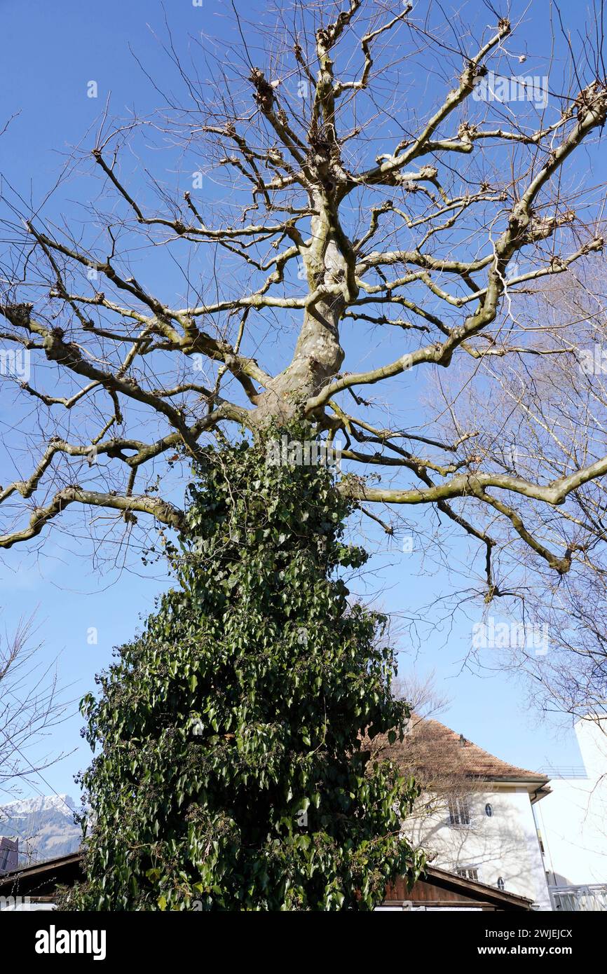 Anton Geisser 15.02.2024 Kerns OW Schweiz. Bild : Eveu waechst an einem ...