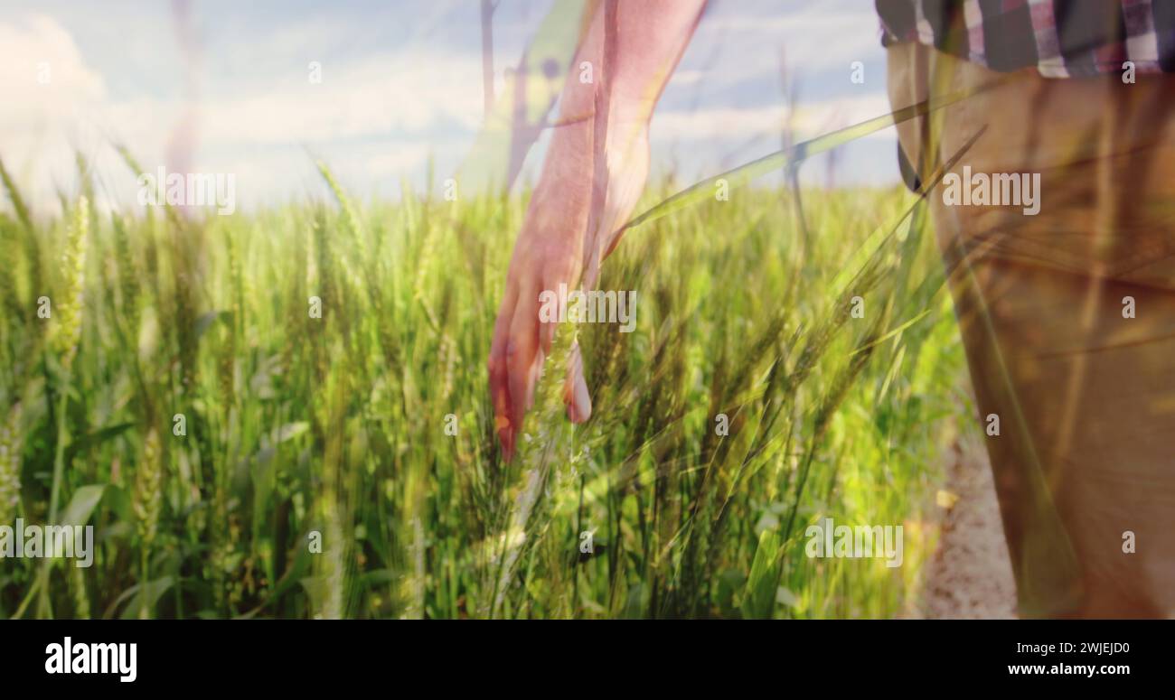 Man strolls on path, hand grazing grass in sunlight Stock Photo - Alamy