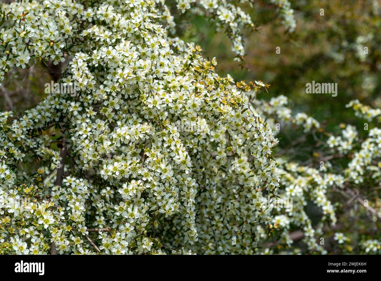The white mass flowering Australian native shrub, Leptospermum ...