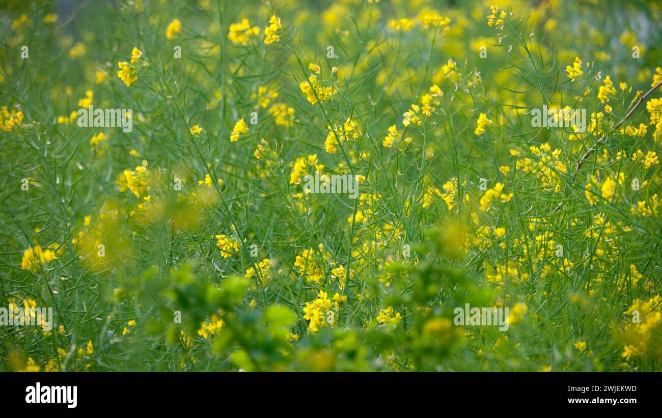 Field of yellow wild flowers hi-res stock photography and images - Alamy
