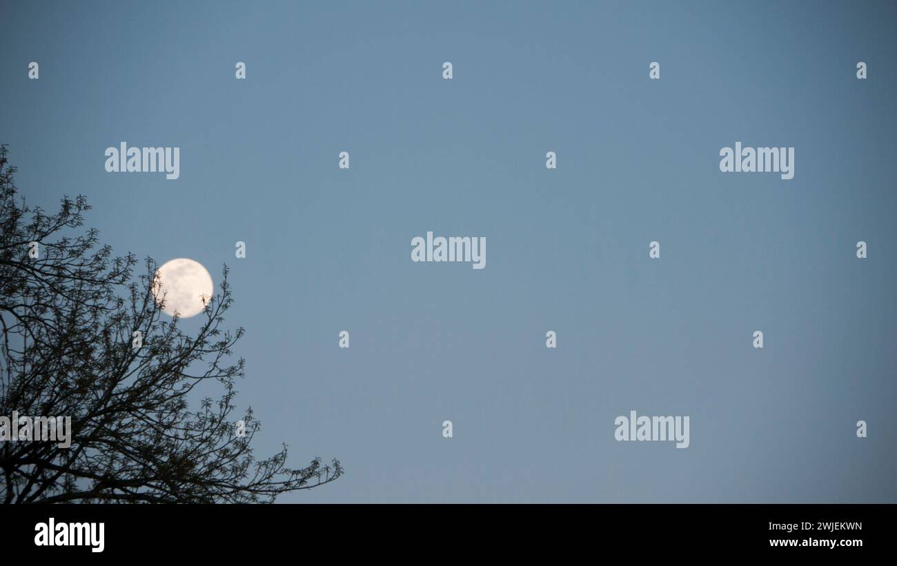 Moon and tree branches hi-res stock photography and images - Alamy