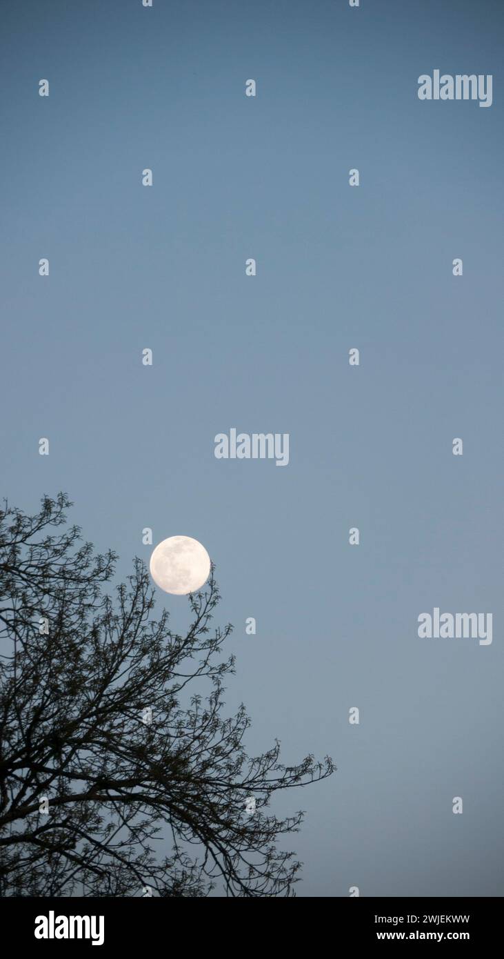 Moon and tree branches hi-res stock photography and images - Alamy