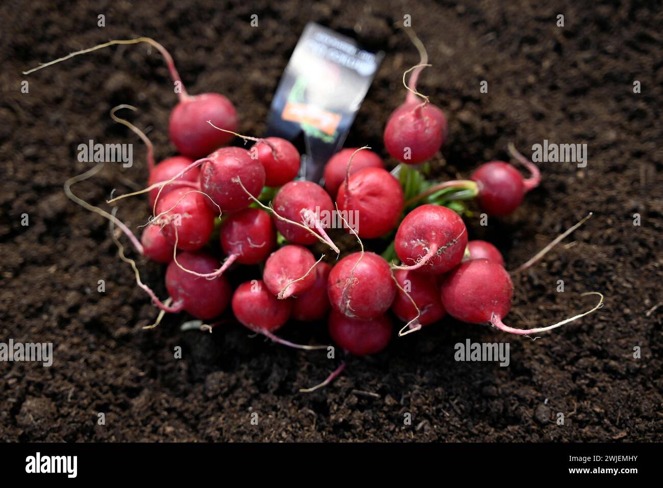 Radieschen an einem Stand auf der weltgrößten Naturkostmesse Biofach ...