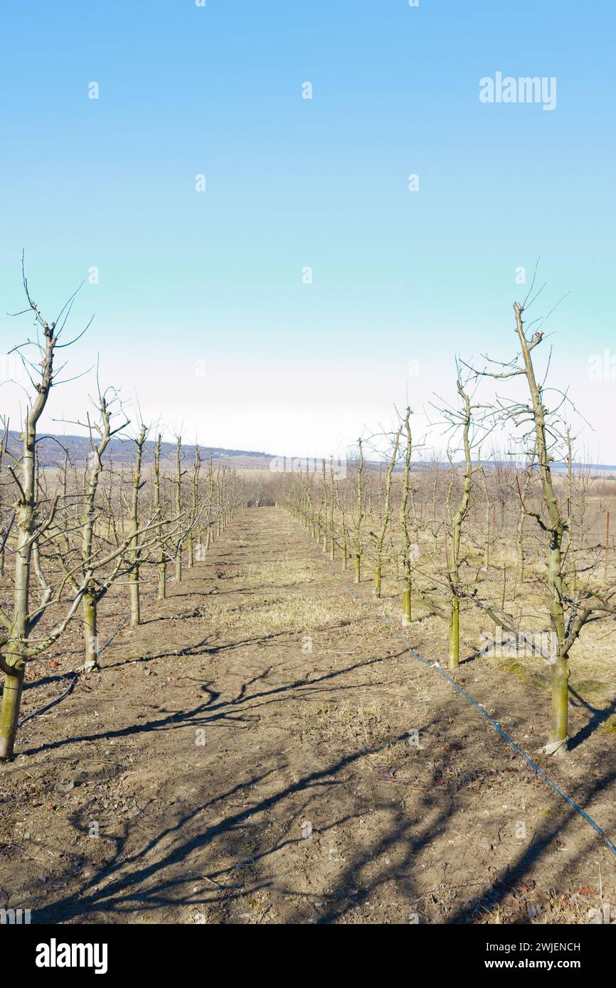 Winter prune apple tree hi-res stock photography and images - Alamy