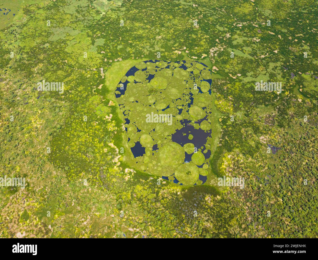 Swamp forest, watercourses and lakes in marshland. Agusan Marsh ...