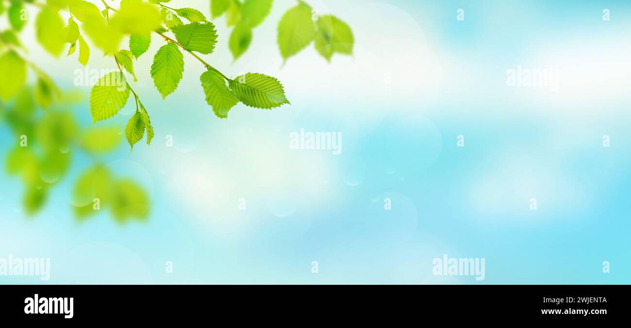 spring summer season. purity freshness nature, organic, ecological life ...