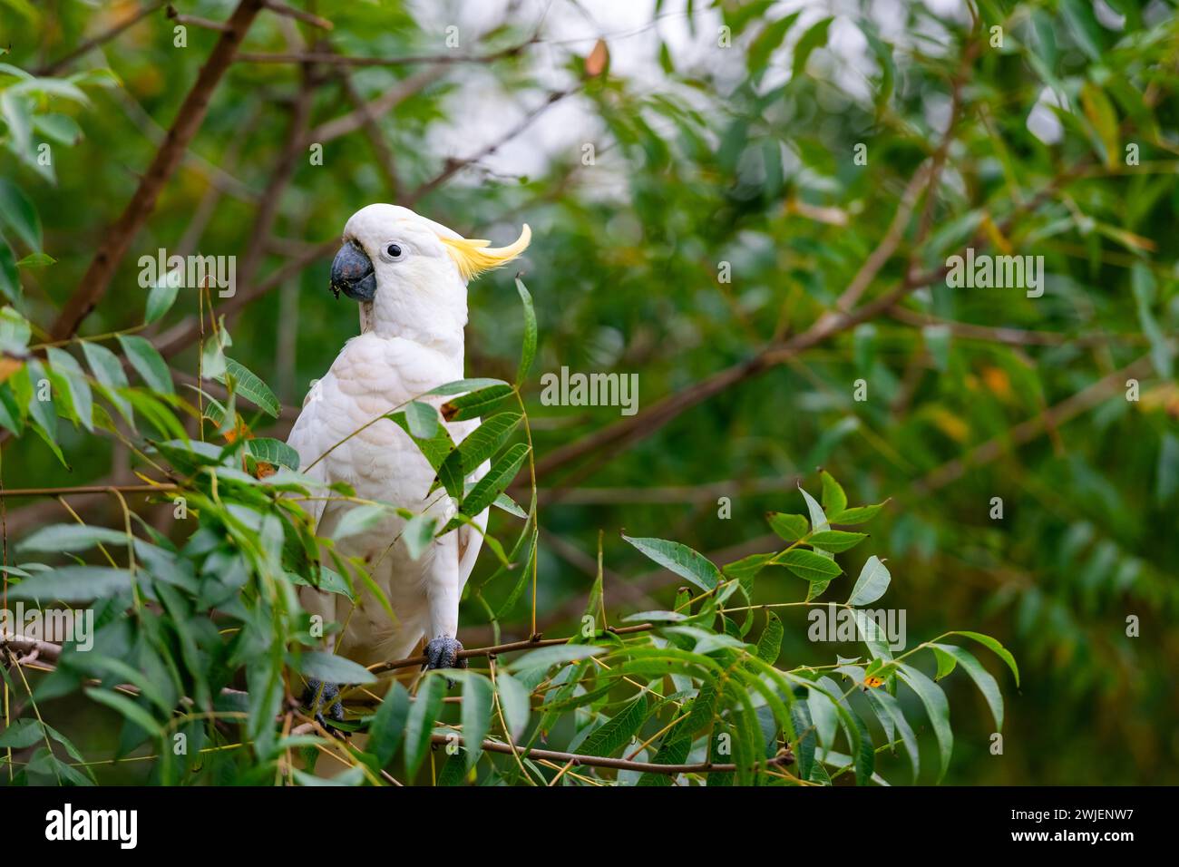 Cockatoo parrot sitting on a green tree branch in Australia. Sulphur ...