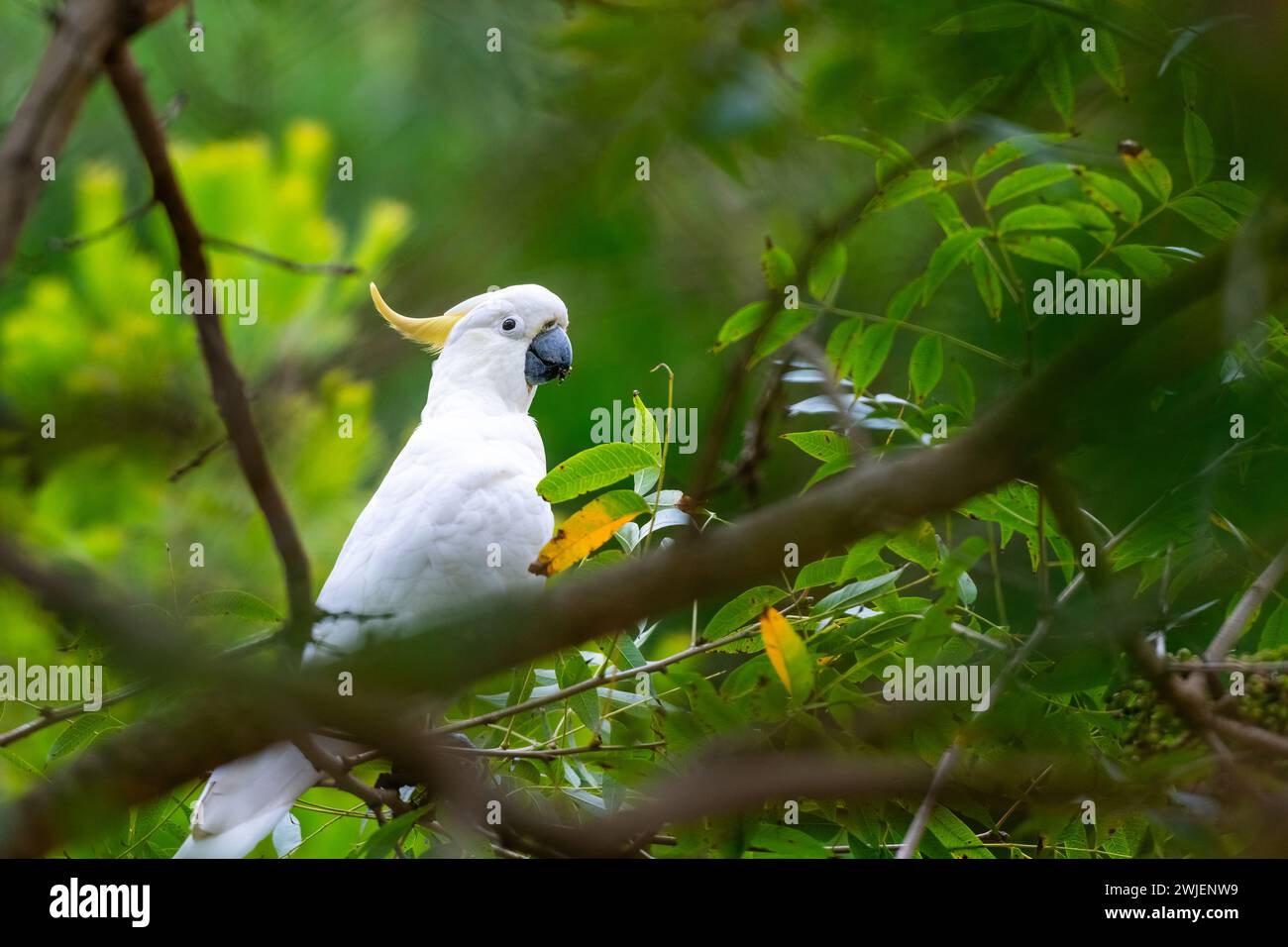 Cockatoo parrot sitting on a green tree branch in Australia. Sulphur ...