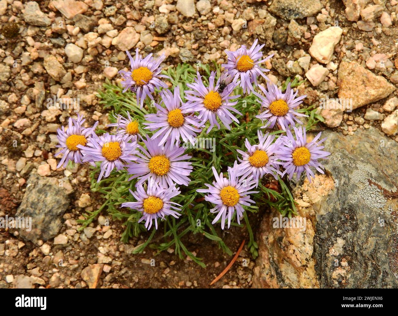 violet asters growing on granite in the james peak wilderness area, in ...
