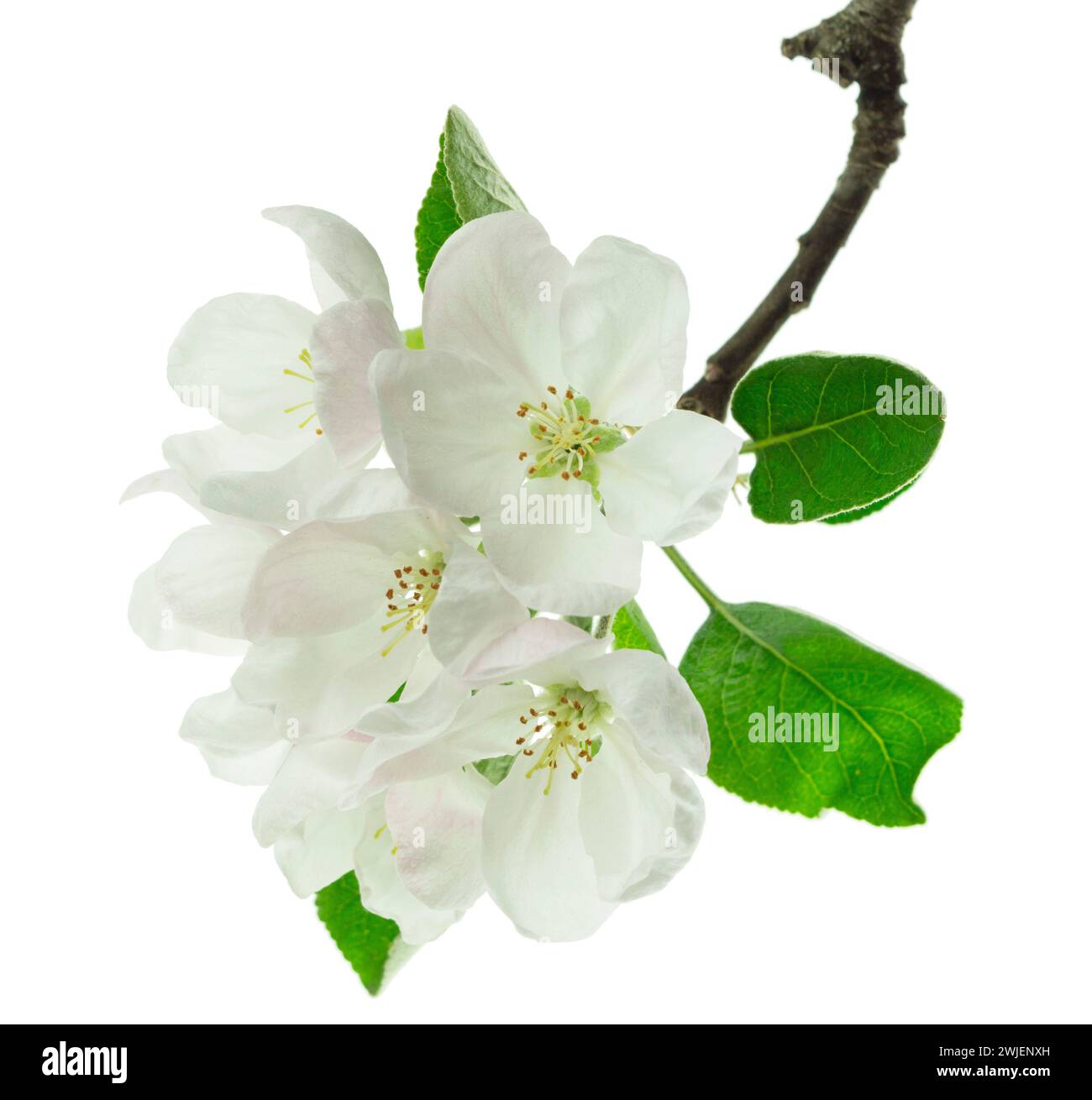 branch blossom apple. Beautiful nature. blooming apple tree. apple tree ...