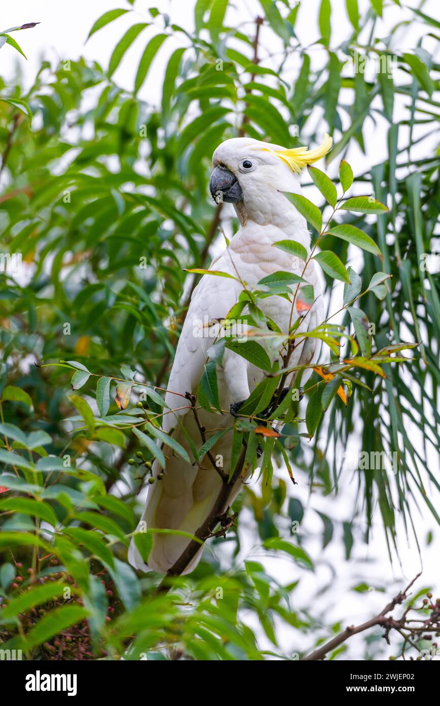 Cockatoo parrot sitting on a green tree branch in Australia. Sulphur ...