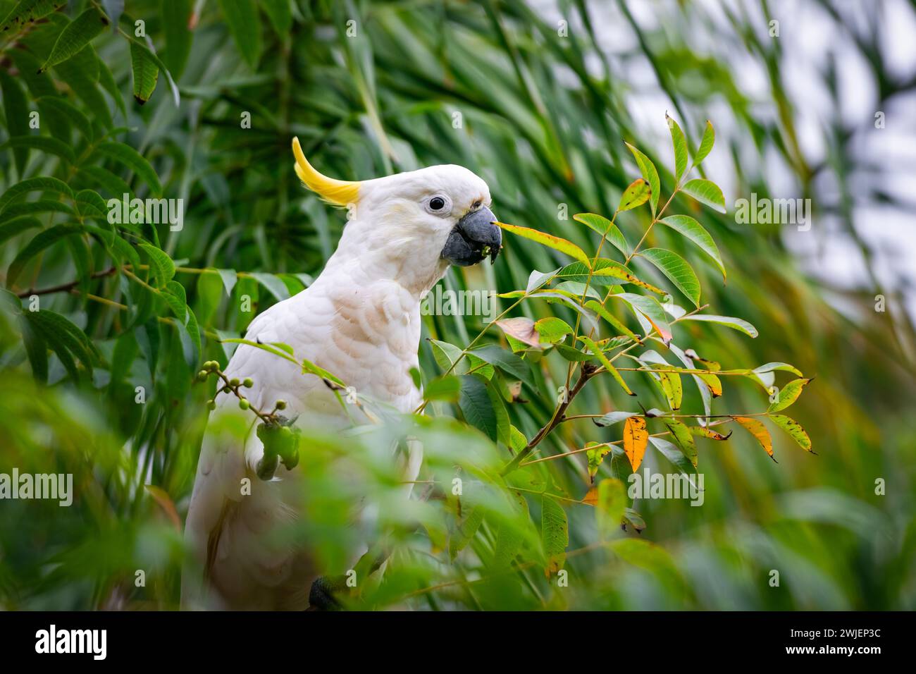 Cockatoo parrot sitting on a green tree branch in Australia. Sulphur ...