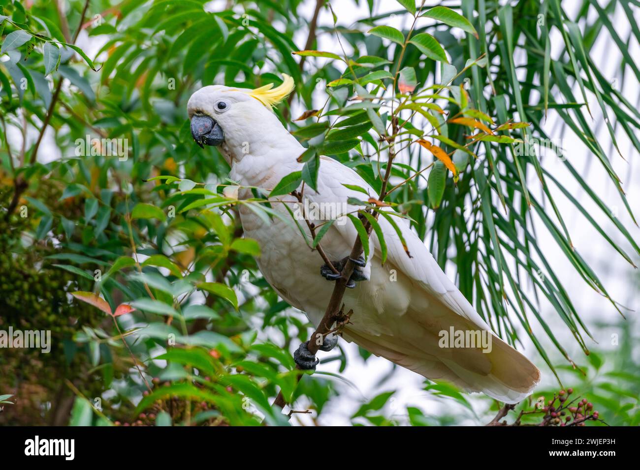 Cockatoo parrot sitting on a green tree branch in Australia. Sulphur ...