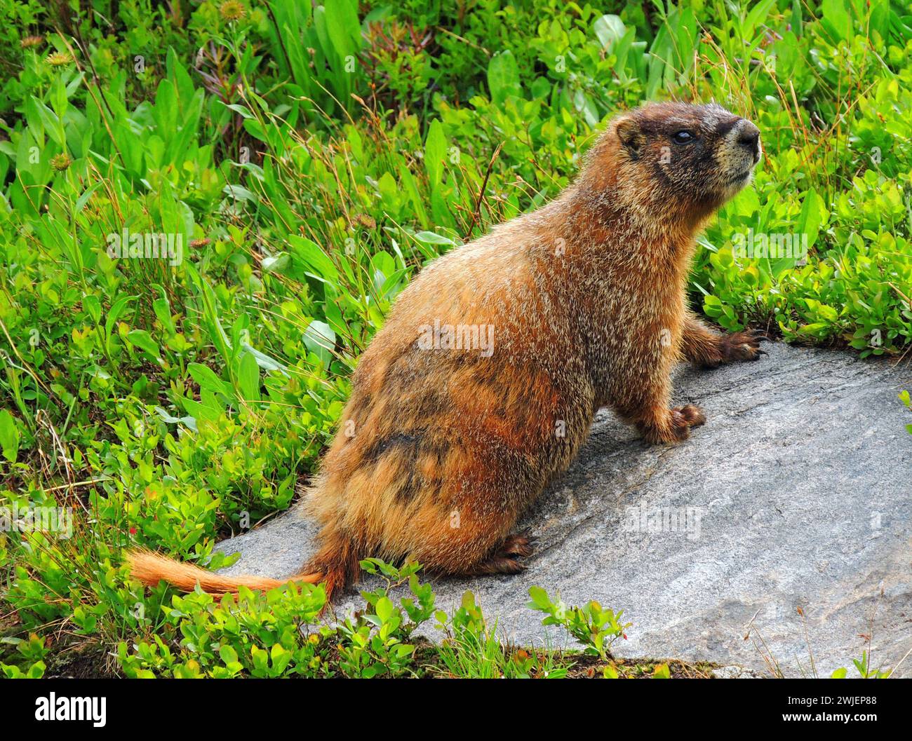 a cute yellow-bellied marmot on a boulder in summer in the james peak ...