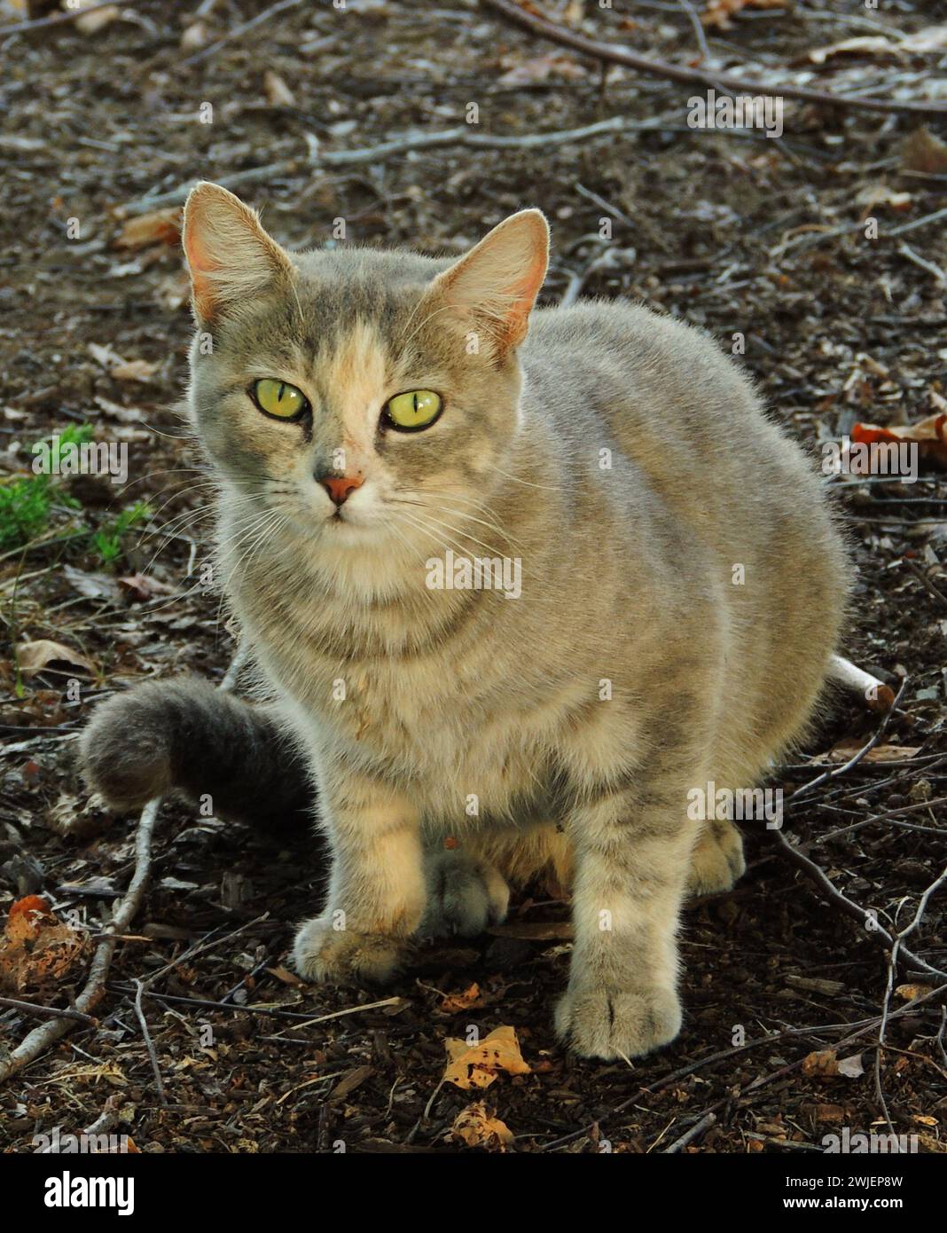 a cute feral cat at osage beach in lake of the ozarks, Missouri Stock ...