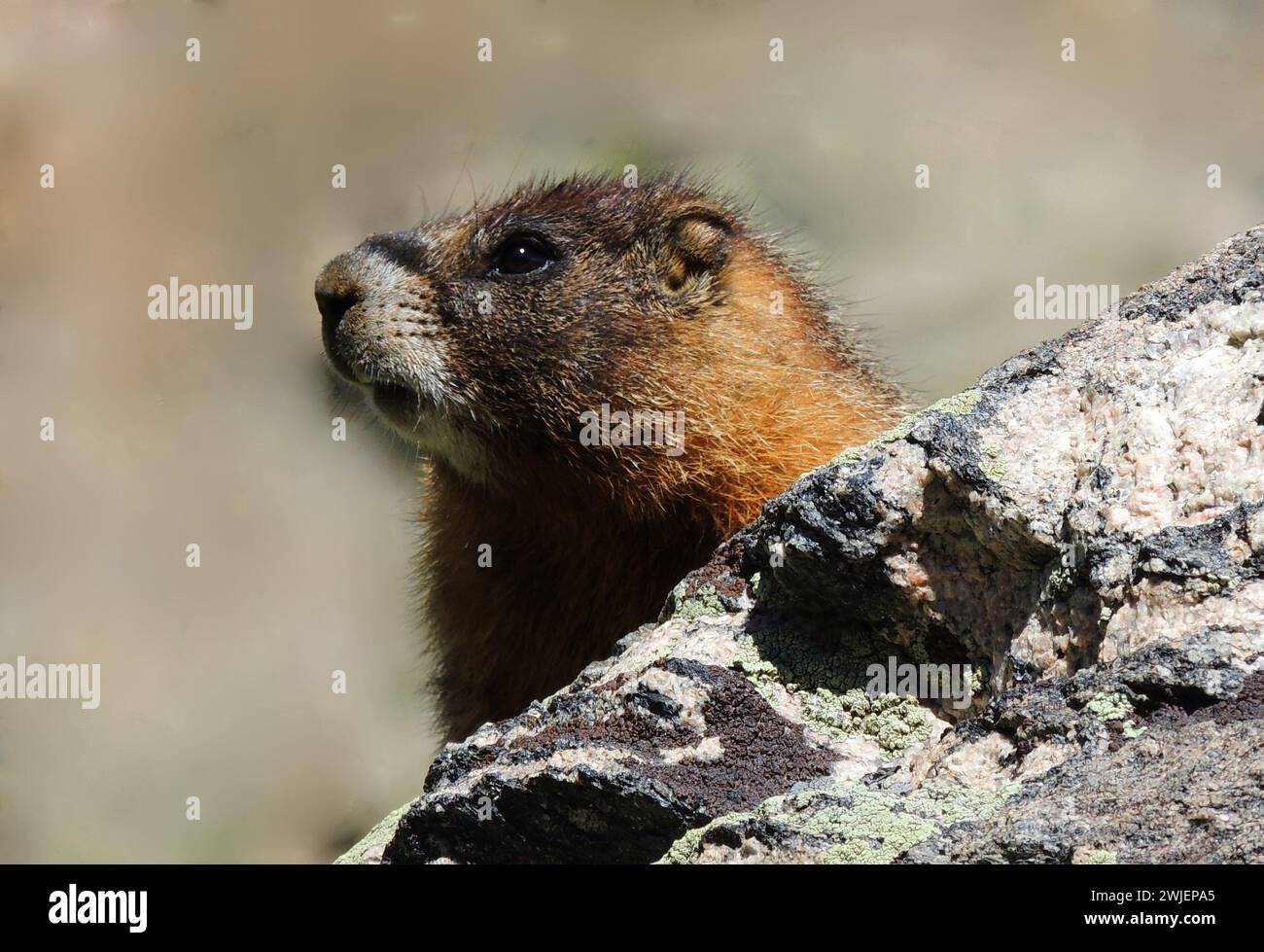 close up of cute yellow-bellied marmot on a boulder in summer in james ...