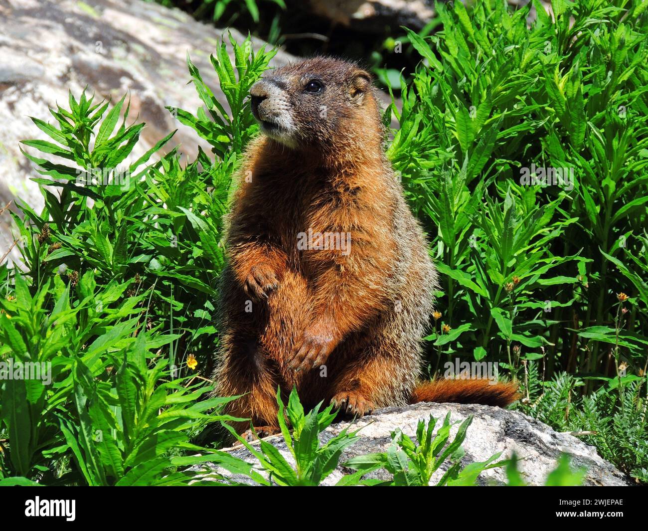 cute yellow-bellied marmot on a rock in summer in the james peak ...